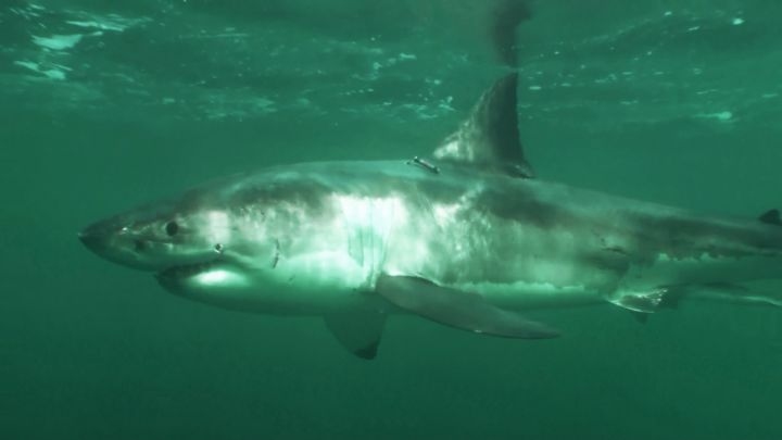 White shark | Earth Sciences New Zealand | NIWA